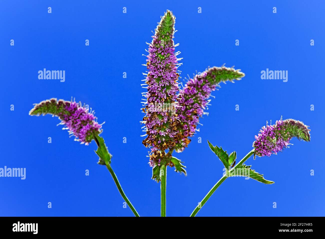 Mentha flower hi-res stock photography and images - Alamy
