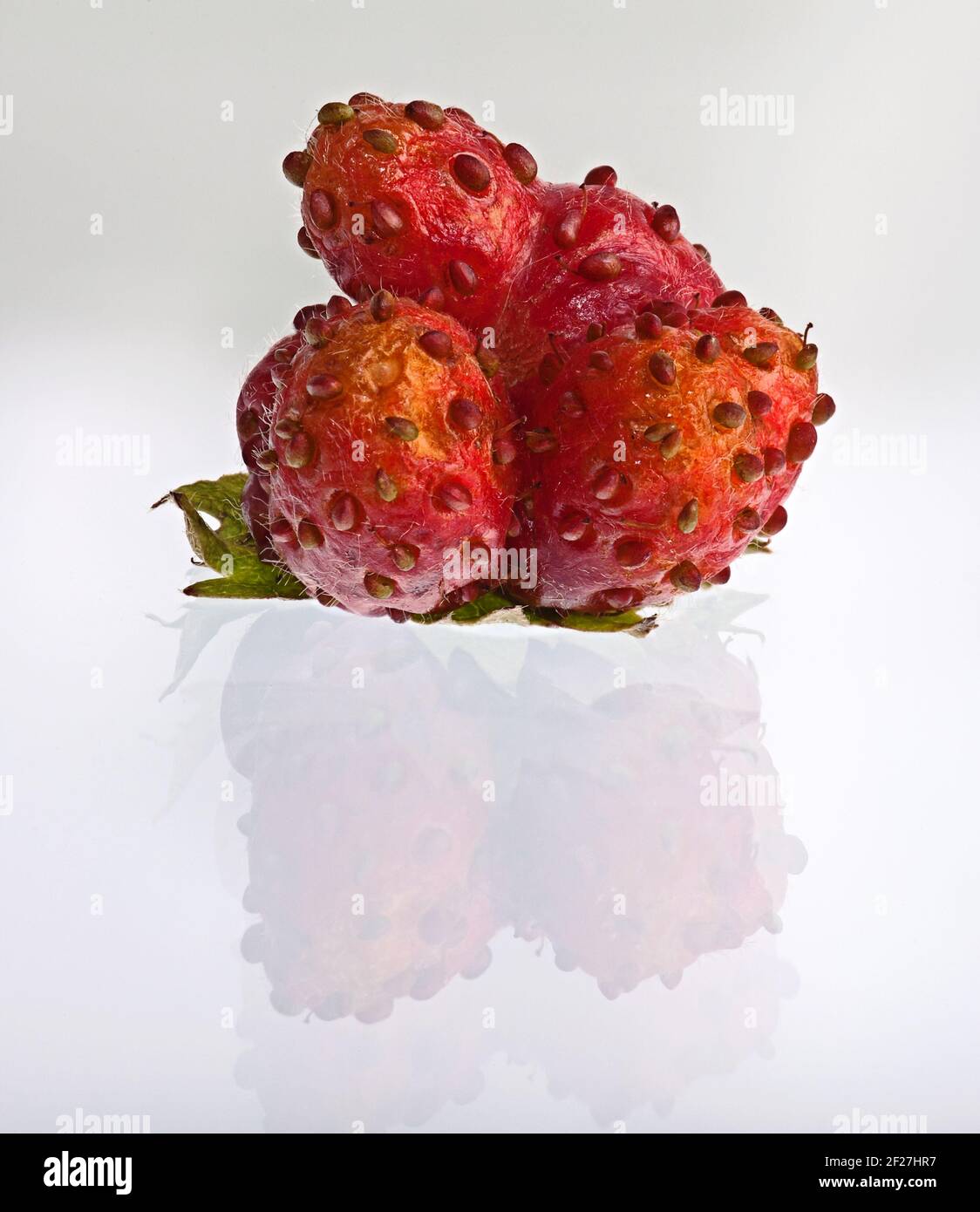 Mutant nature hi-res stock photography and images - Alamy