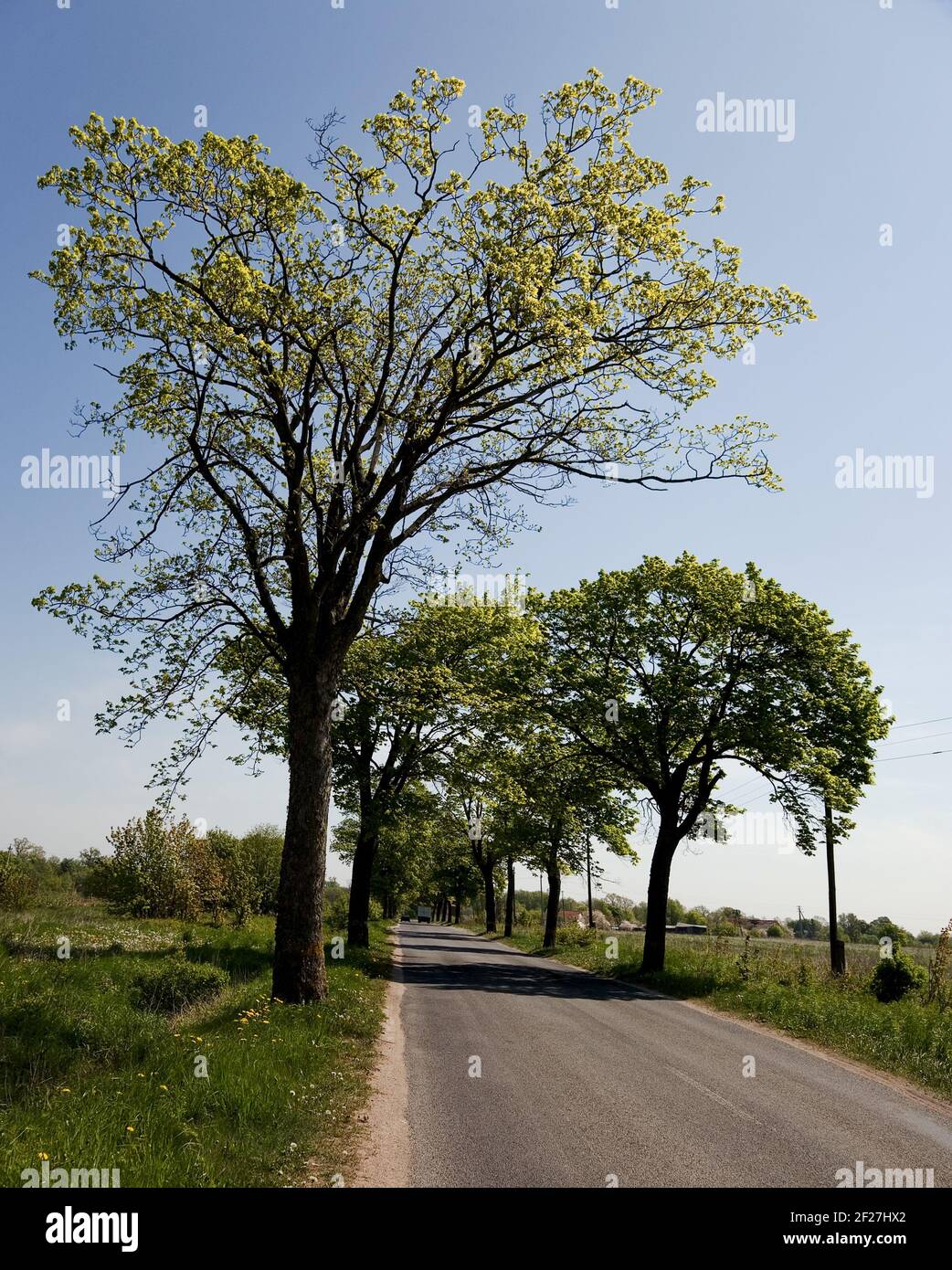 Kaliningrad forest hi-res stock photography and images - Alamy