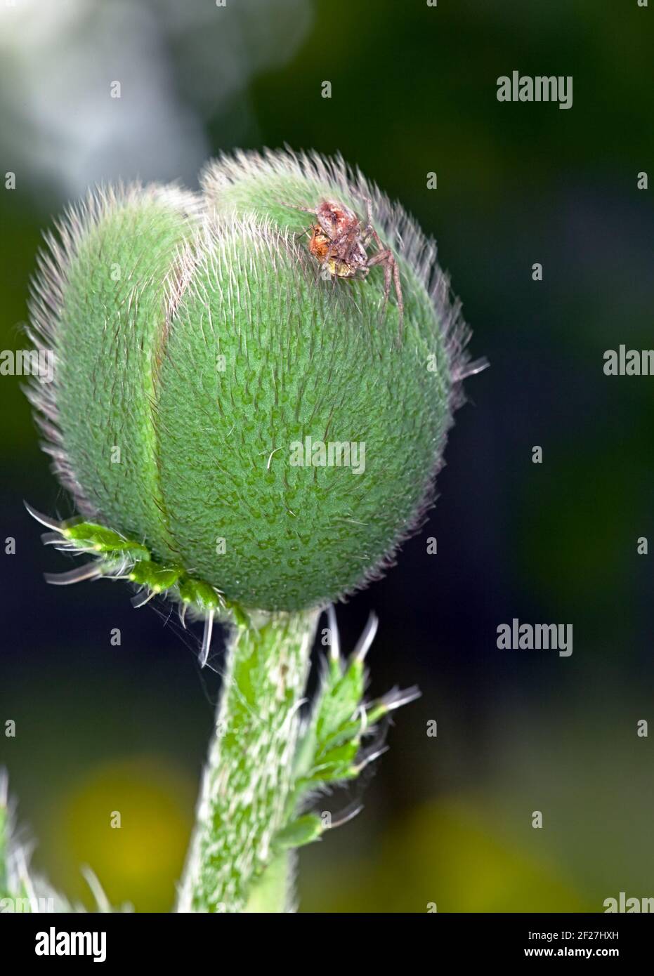 Poppy bud shined with the sun in a garden Stock Photo - Alamy