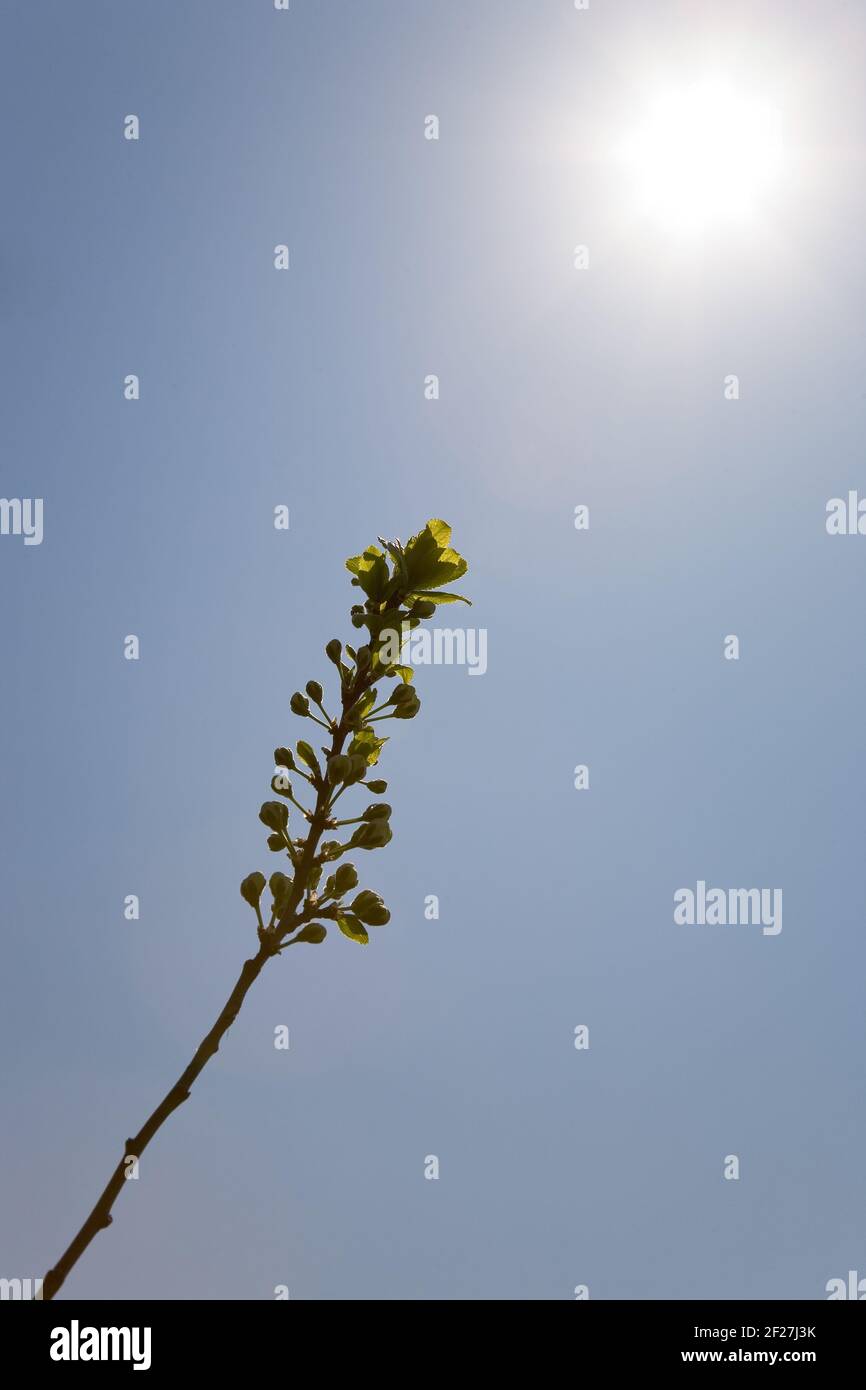 Plant on a background of the sky Stock Photo - Alamy