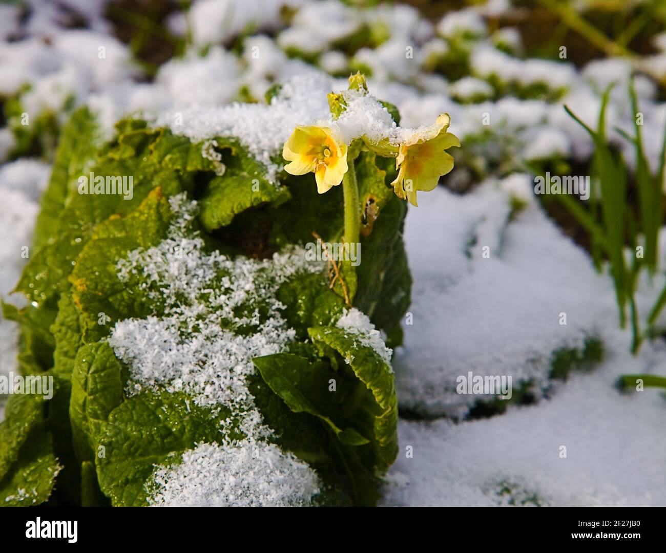 Flower on snow Stock Photo - Alamy