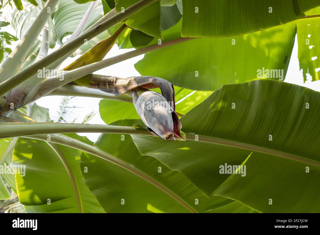 A beautiful shot of a banana tree sprout that is about to bloom Stock ...