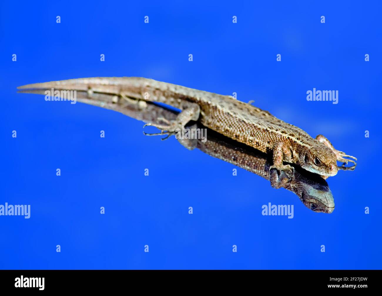 Sky lizard on mirror Stock Photo - Alamy