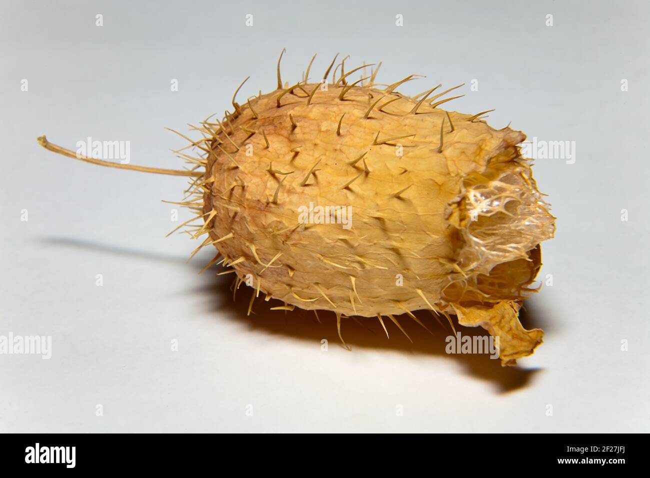 Ecballium hi-res stock photography and images - Alamy