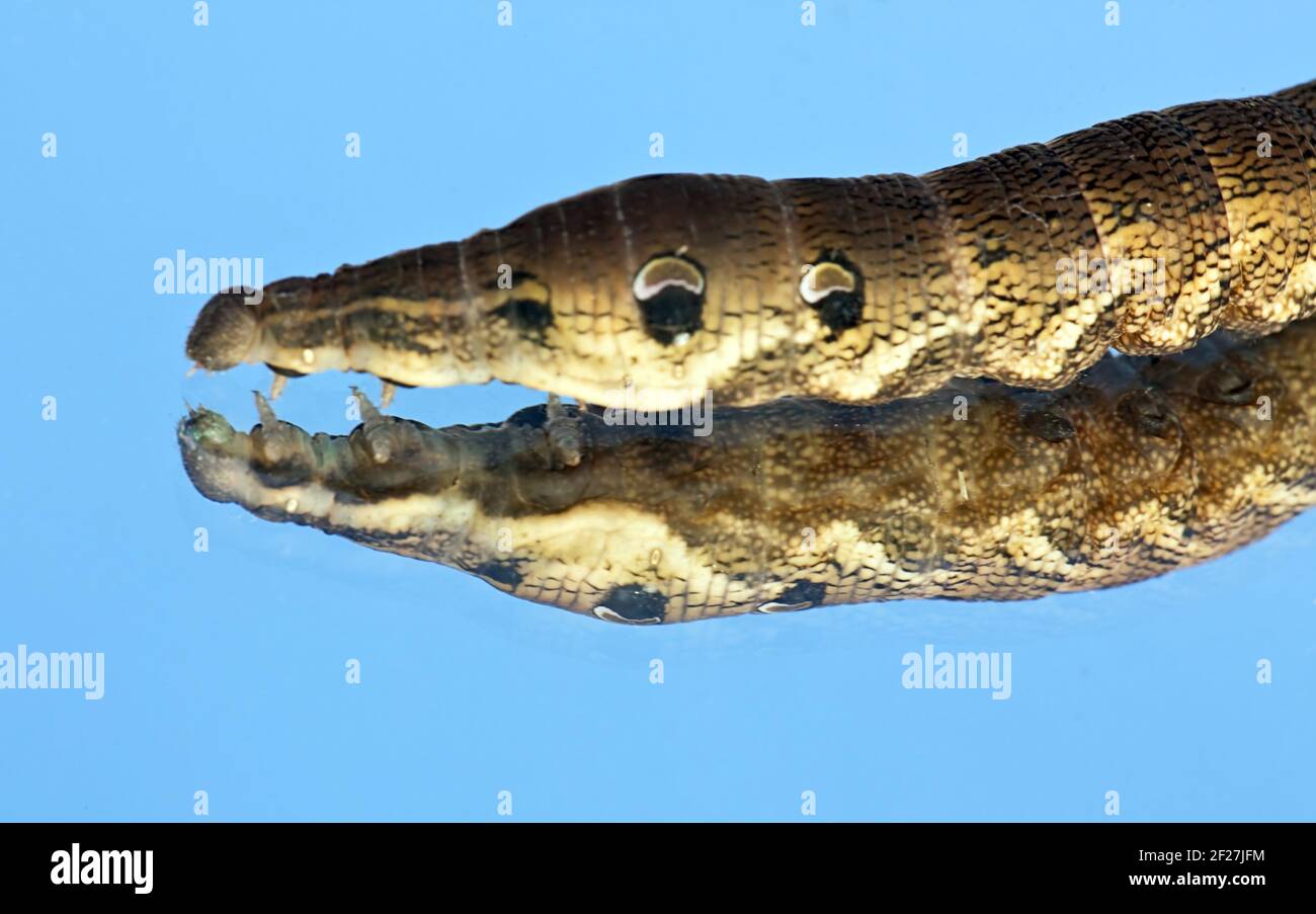 Caterpillar creeps on big hi-res stock photography and images - Alamy