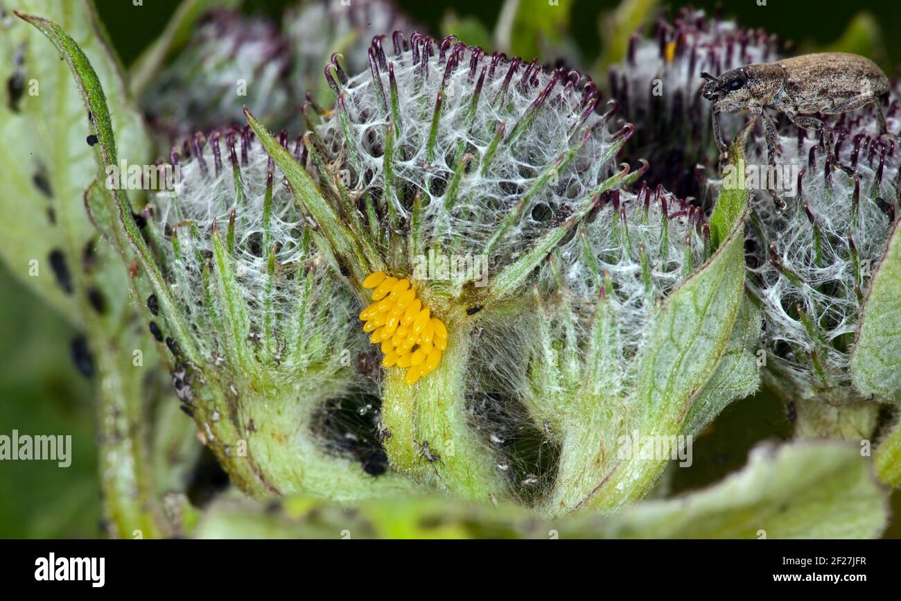 Grey thistle hi-res stock photography and images - Alamy