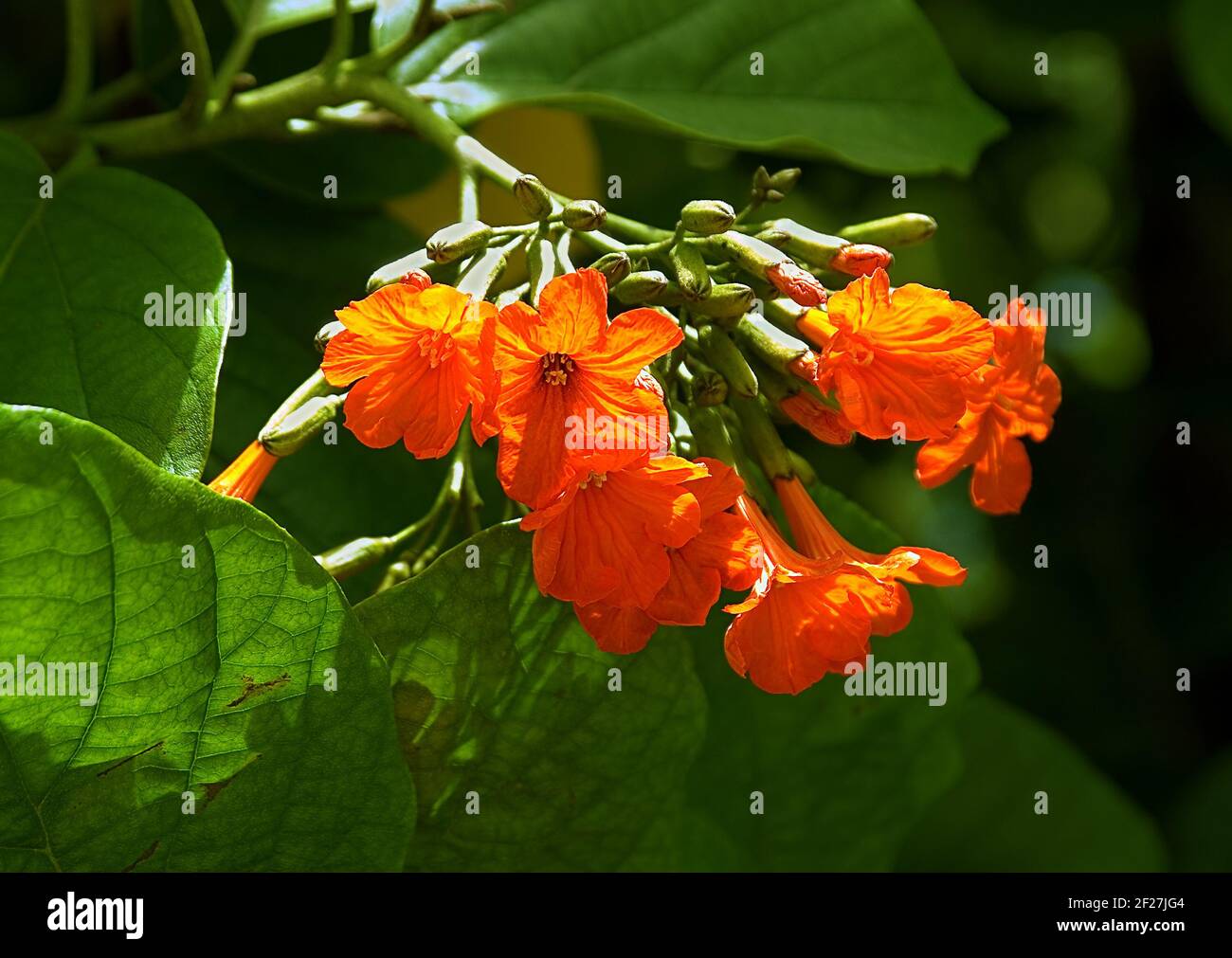 Equator flowers hi-res stock photography and images - Alamy