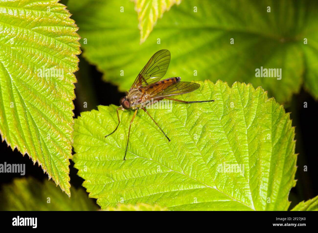 Red flying bug on a green leaflet Stock Photo - Alamy