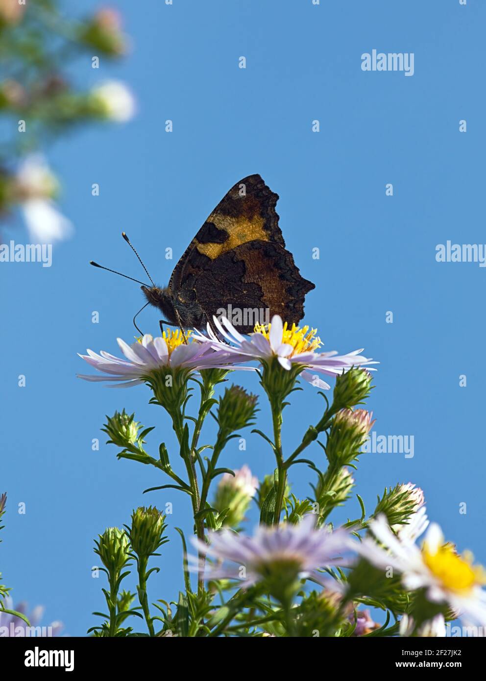The butterfly collecting pollen on a flower Stock Photo - Alamy