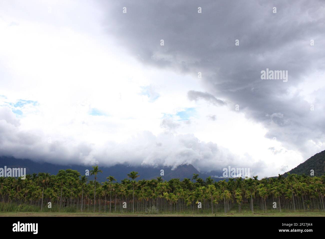 a beautiful shot of aligned trees in a forest amid the mountains under ...