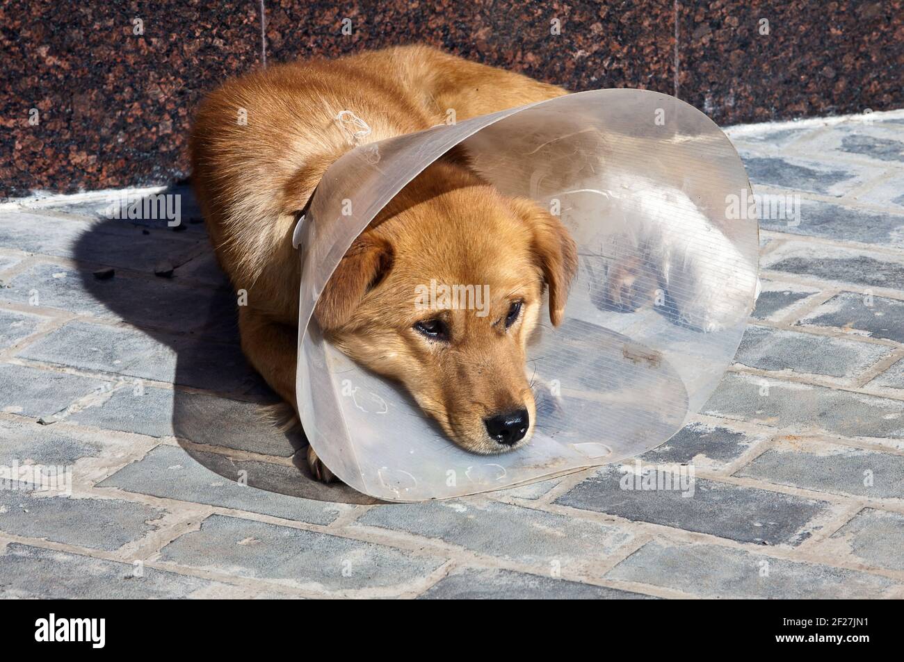 Sad sick dog Stock Photo - Alamy