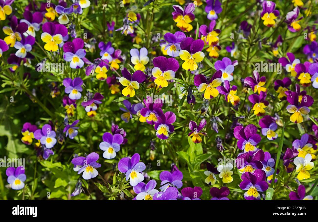 Violet summer flowers hi-res stock photography and images - Alamy
