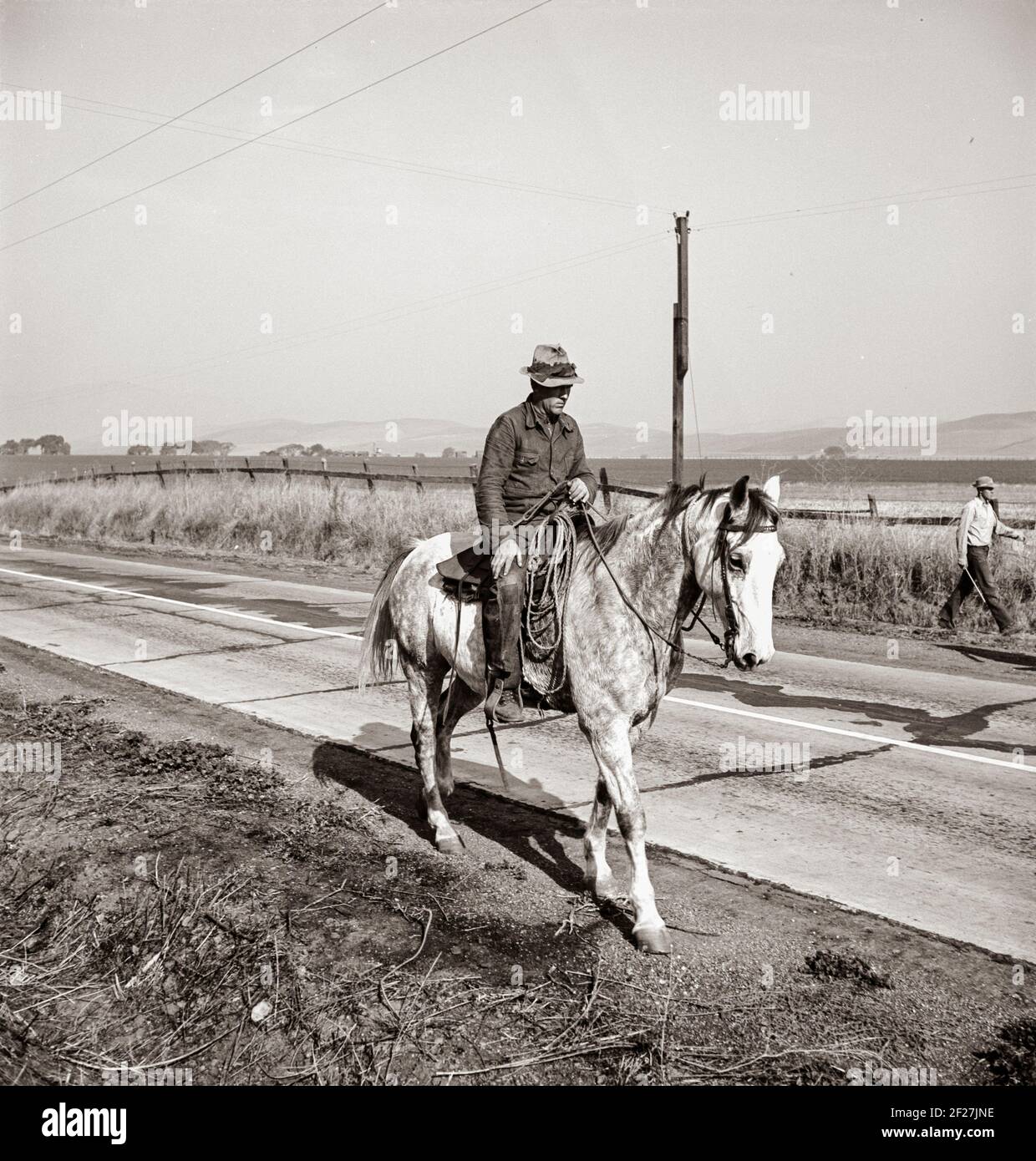 Cowboy bringing cattle in from range. Common sight on California ...