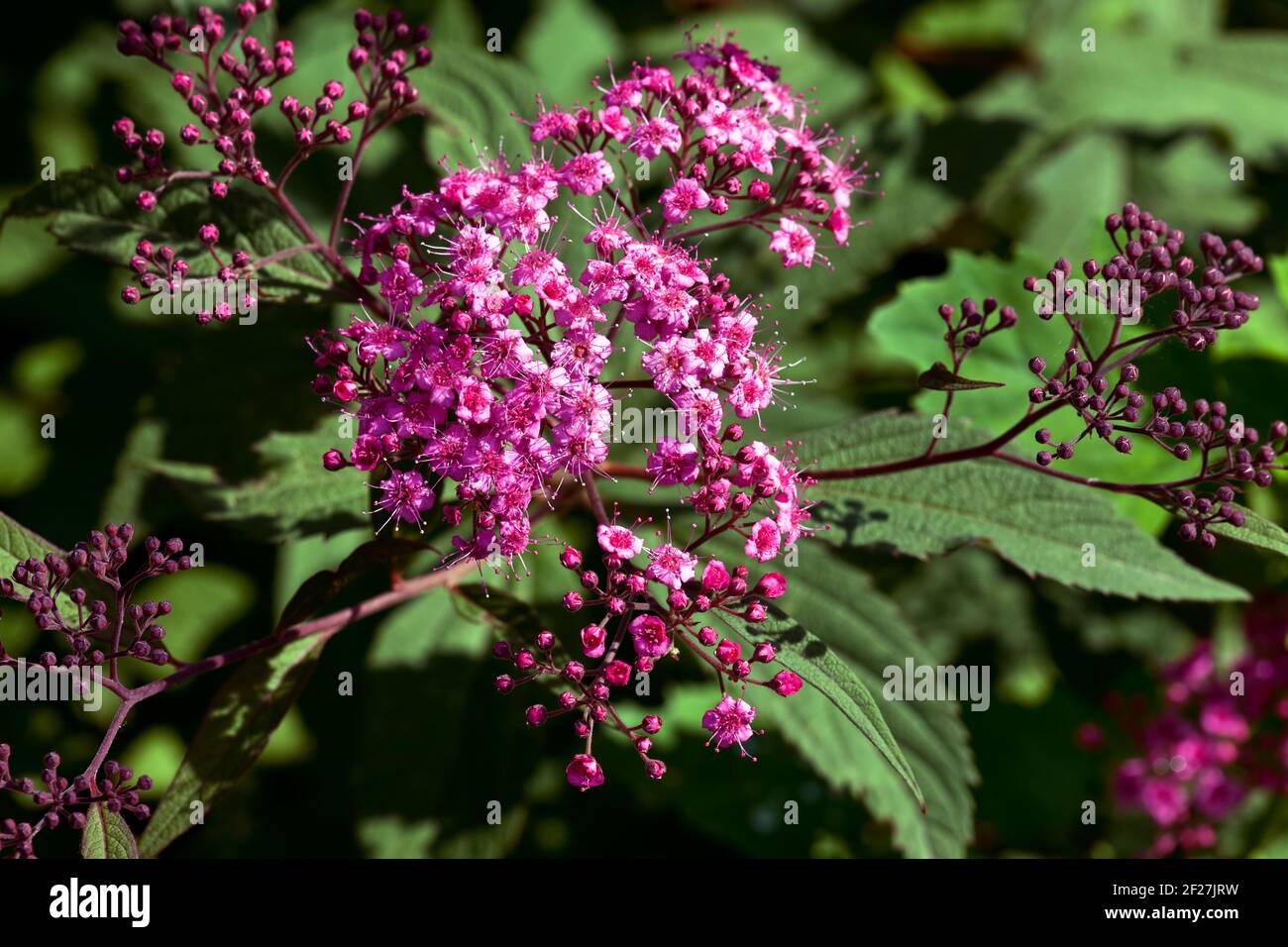 Garden red flower hi-res stock photography and images - Alamy