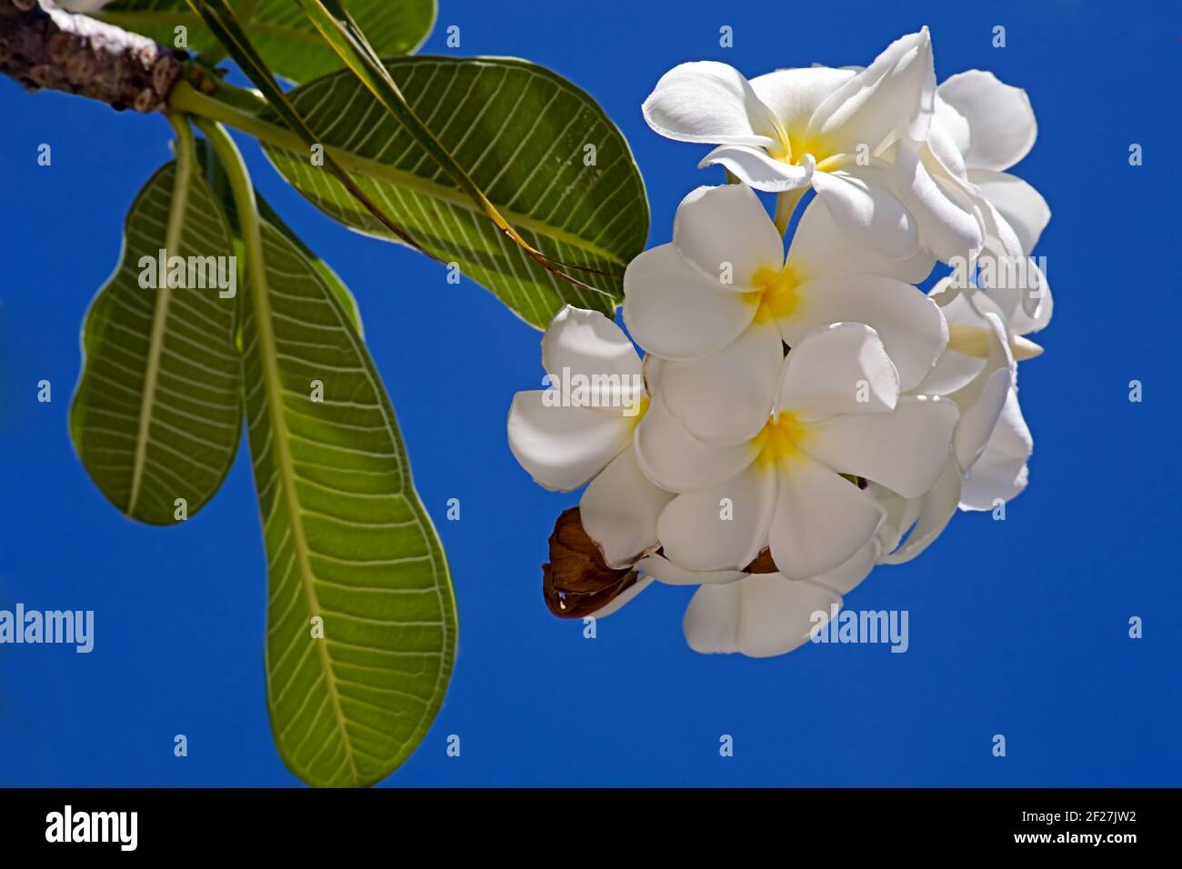 Equator flowers hi-res stock photography and images - Alamy