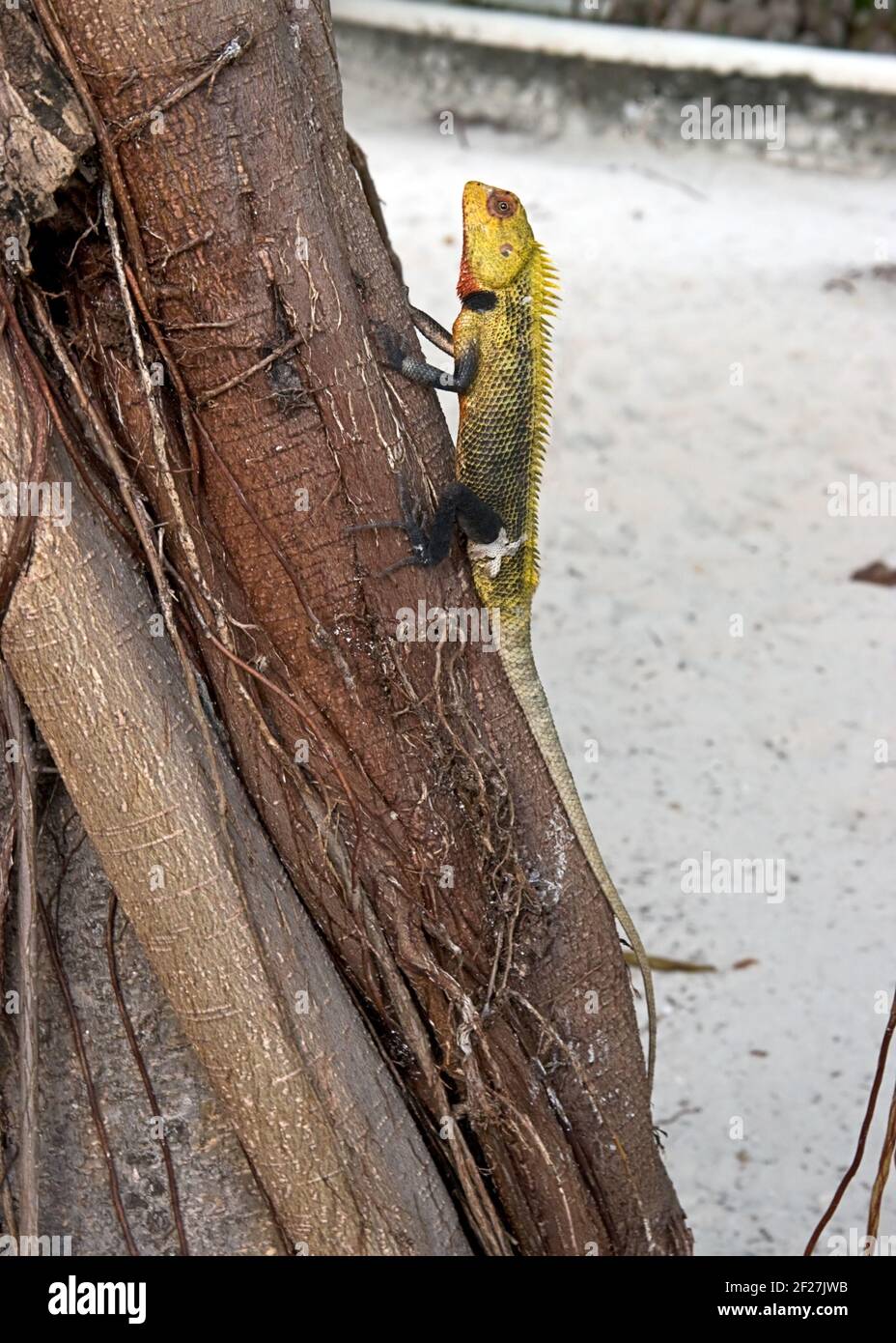 The lizard on an old log Stock Photo - Alamy