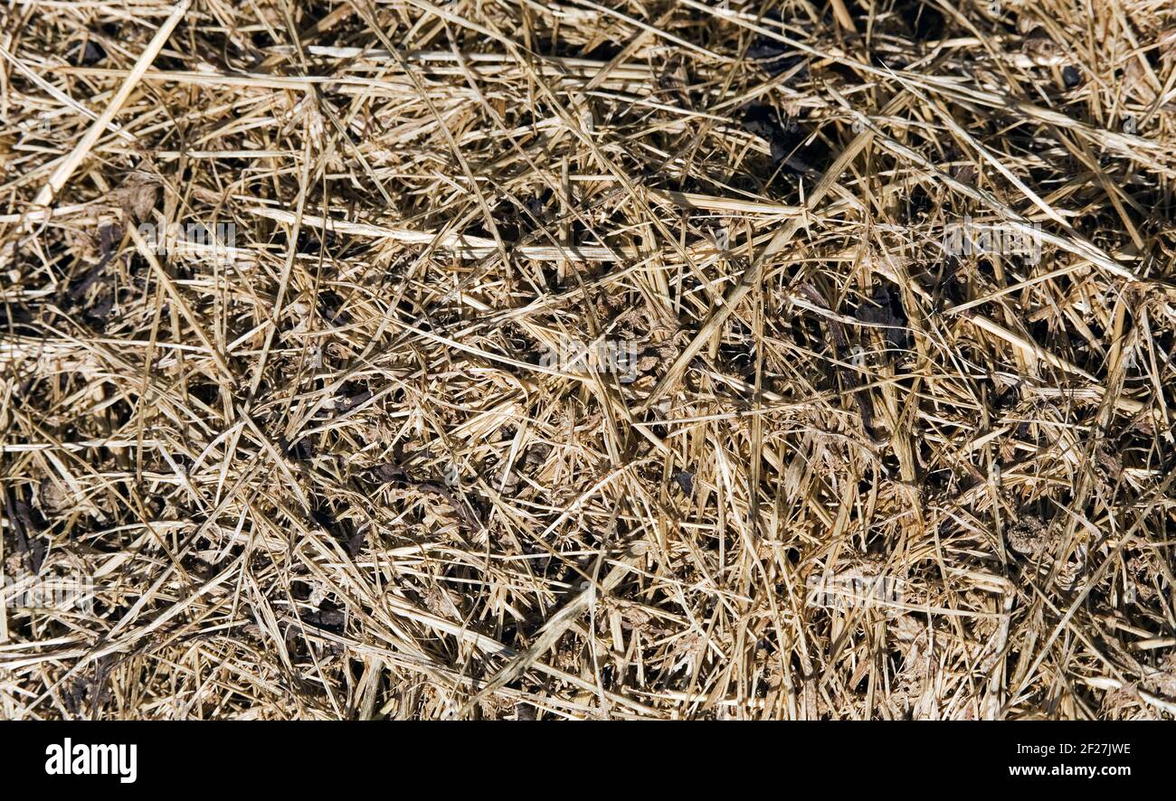 Dry grass garden hi-res stock photography and images - Alamy