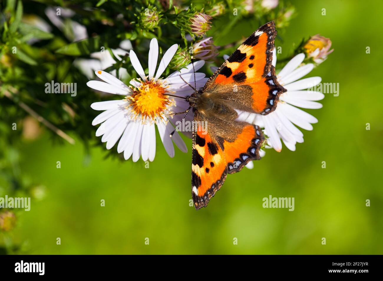 The butterfly collecting pollen on a flower Stock Photo - Alamy