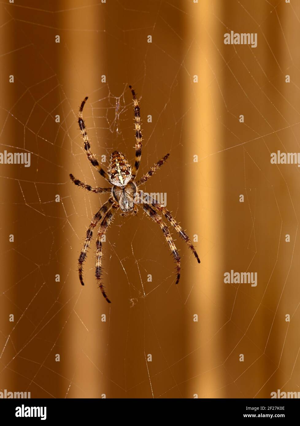 Waiting by a window hi-res stock photography and images - Alamy