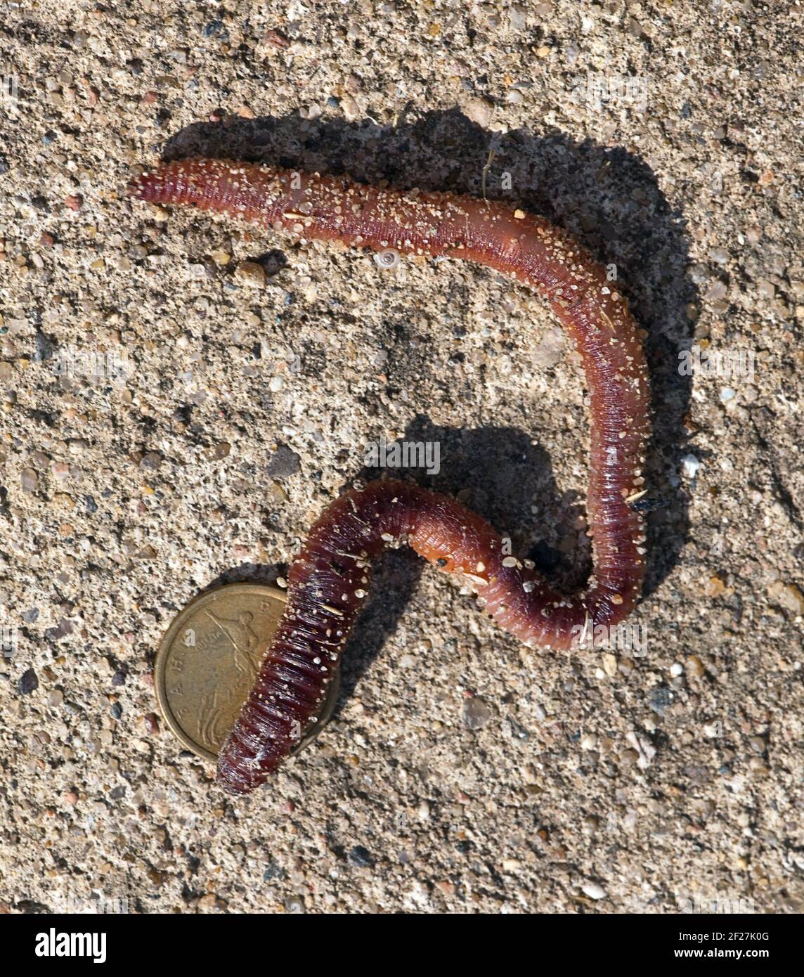 The earthworm slowly creeps right in the sun with Coin Stock Photo - Alamy