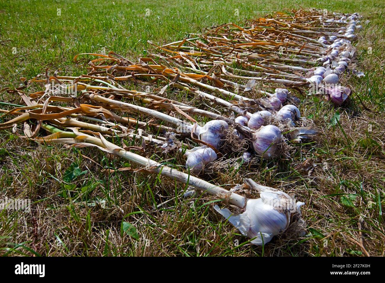 Sun dried spice hi-res stock photography and images - Alamy
