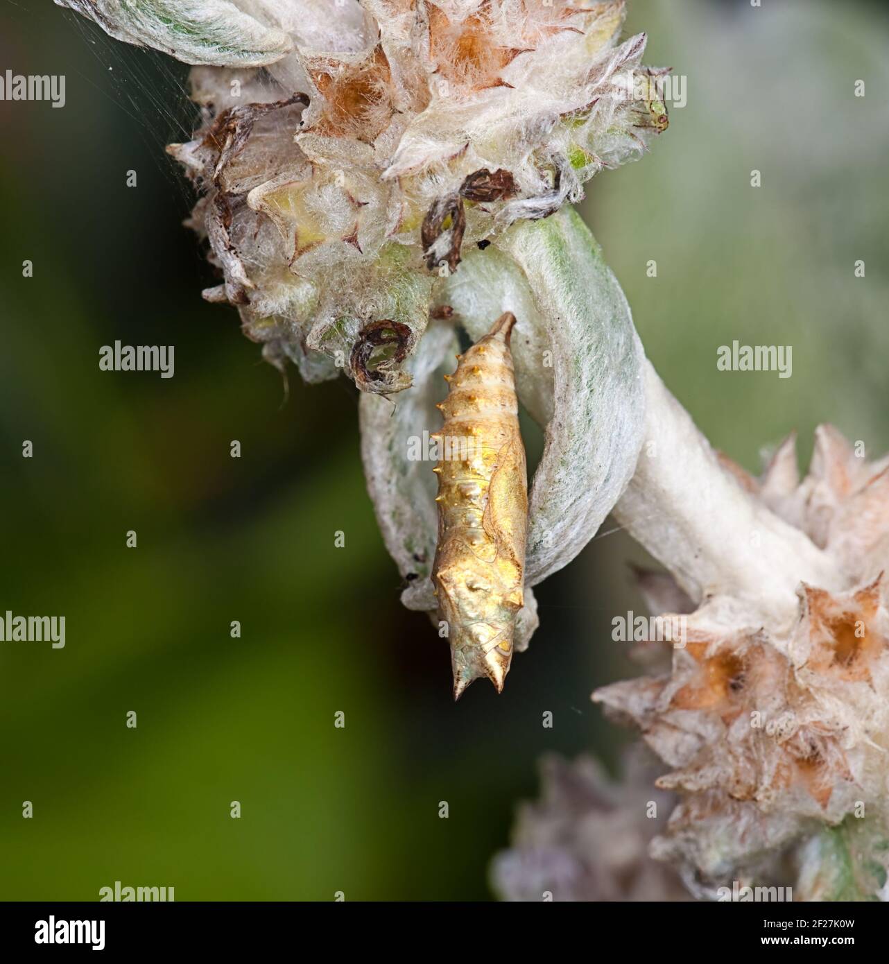 Insect cocoon hi-res stock photography and images - Alamy