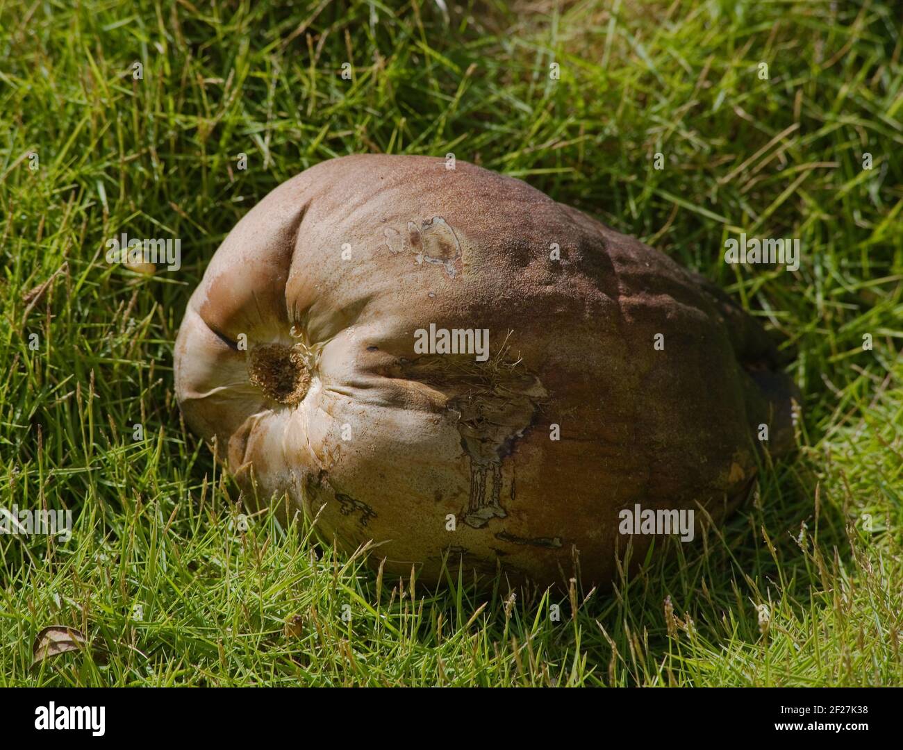 The big coco in a grass Stock Photo - Alamy