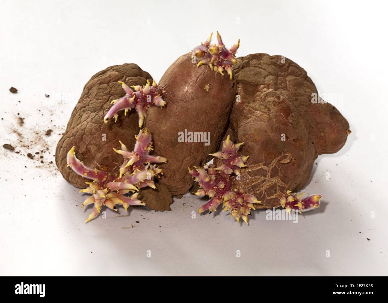 Pink potato sprouts hi-res stock photography and images - Alamy