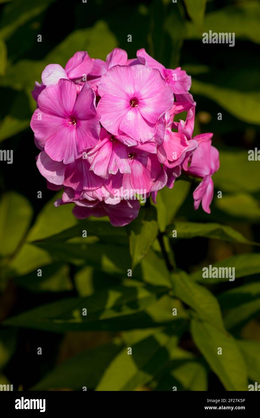 Magenta flower hi-res stock photography and images - Alamy