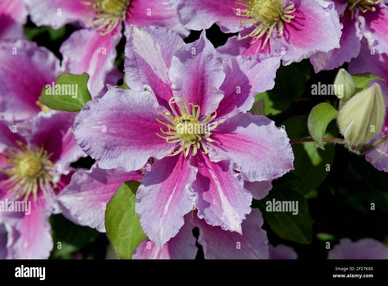 Garden red flower hi-res stock photography and images - Alamy