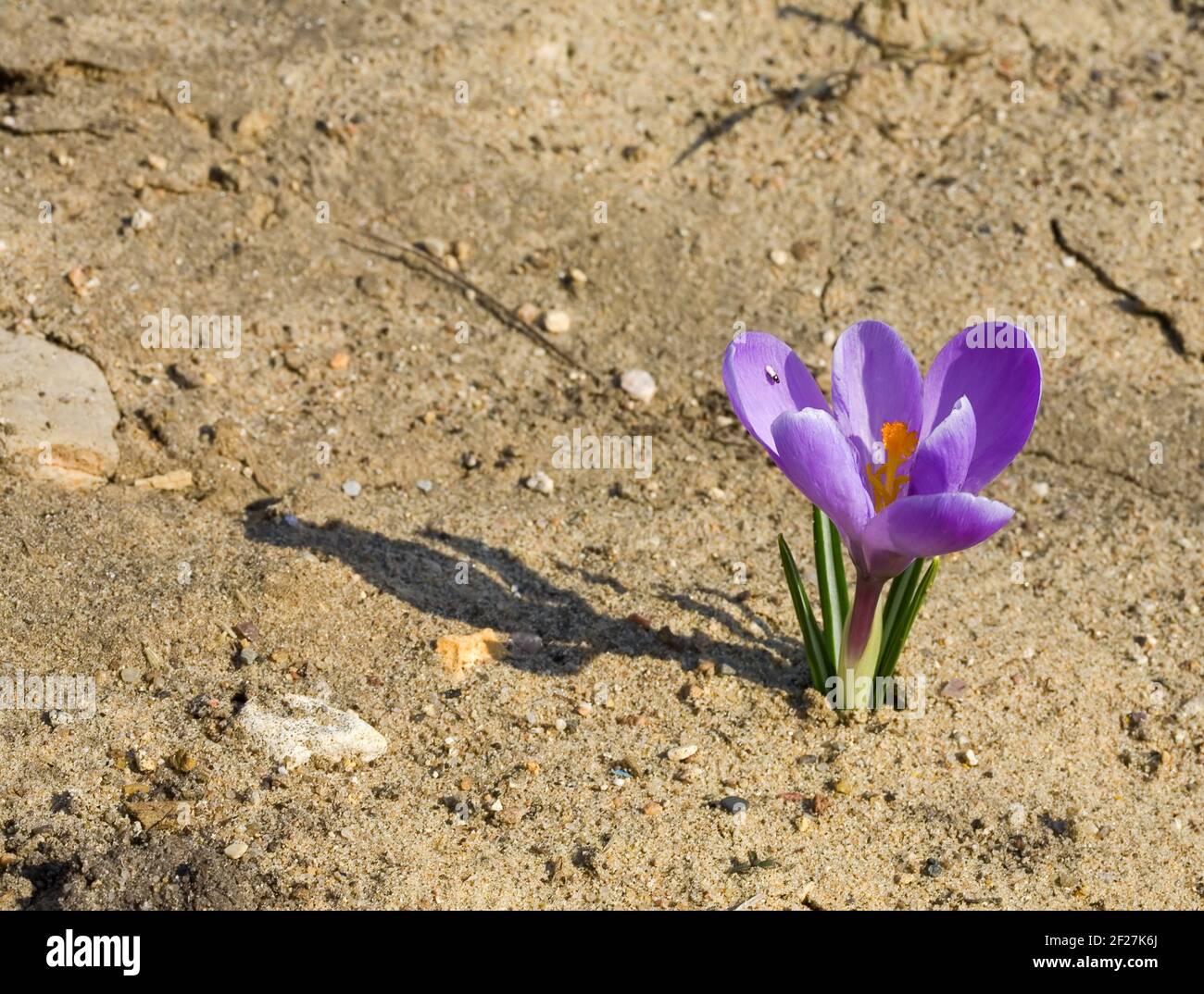 Culture of violet hi-res stock photography and images - Alamy