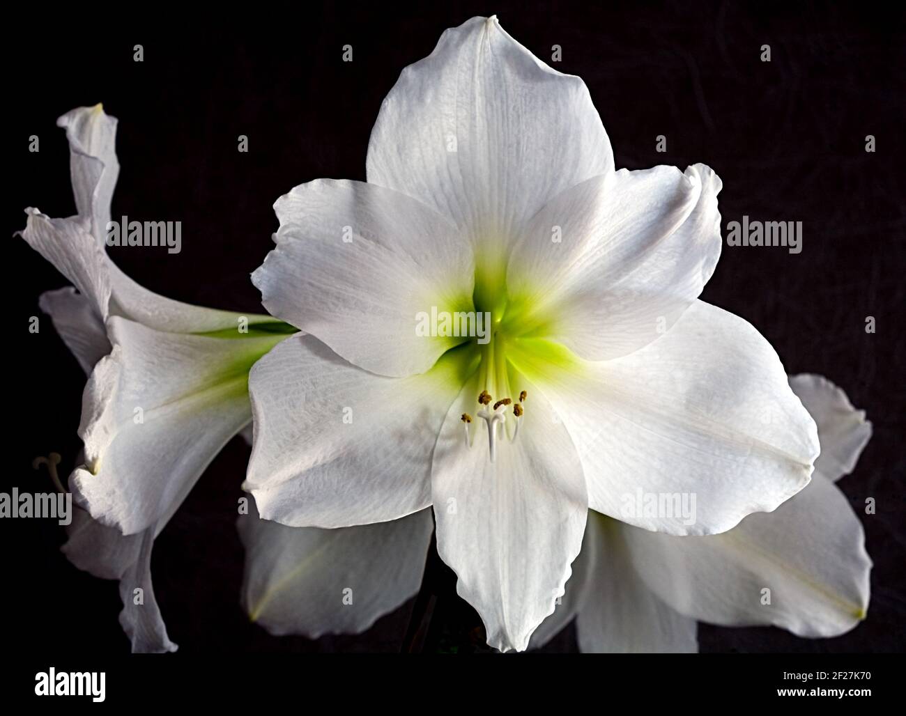 Macro black and white flower hi-res stock photography and images - Alamy