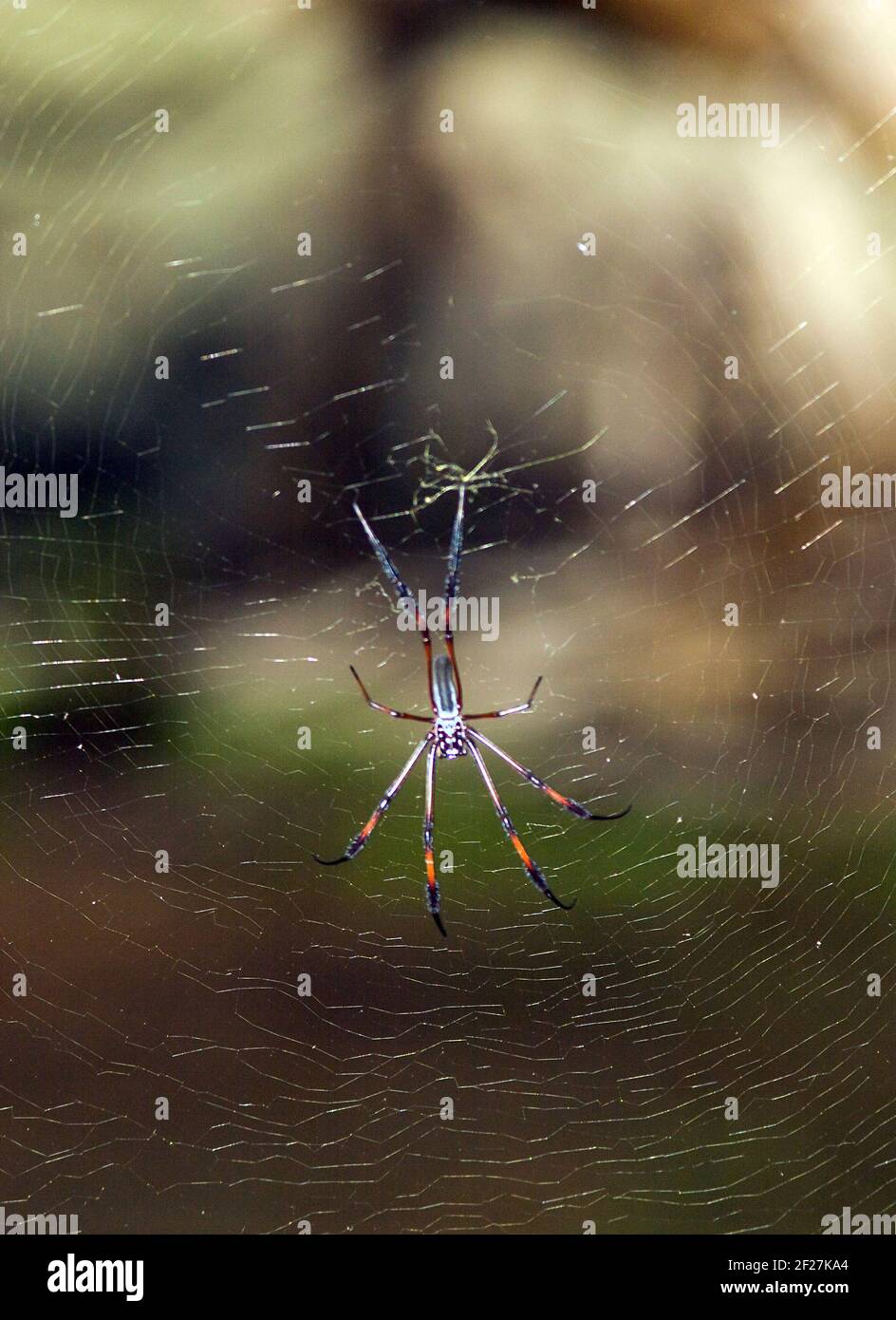 Sun spider hi-res stock photography and images - Alamy
