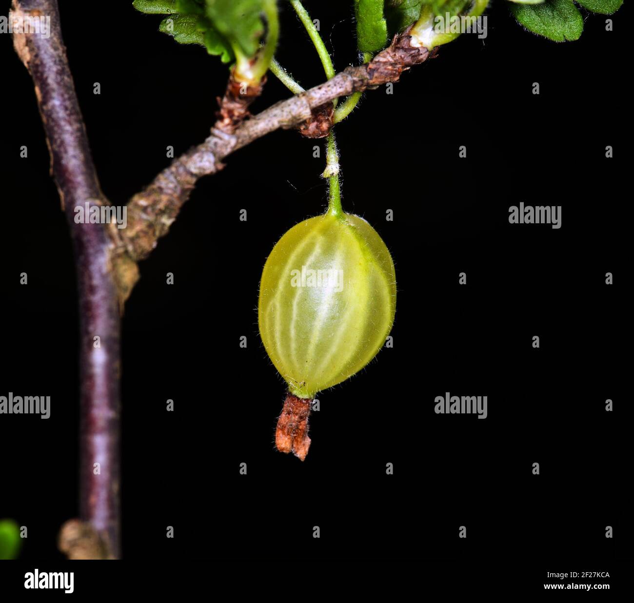 Green Gooseberry on a bush in the summer Stock Photo - Alamy