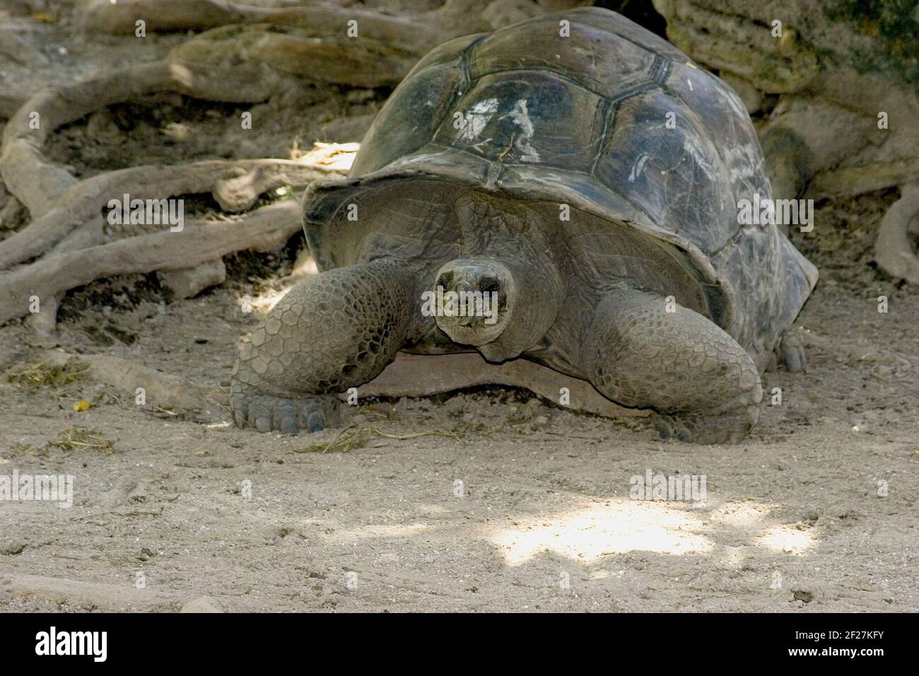 Old turtle hi-res stock photography and images - Alamy