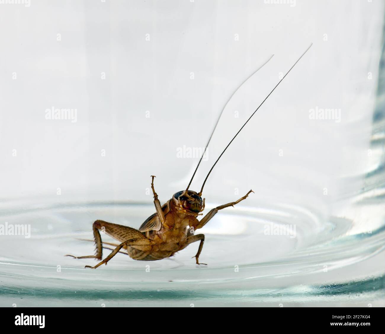 Cricket beer hi-res stock photography and images - Alamy
