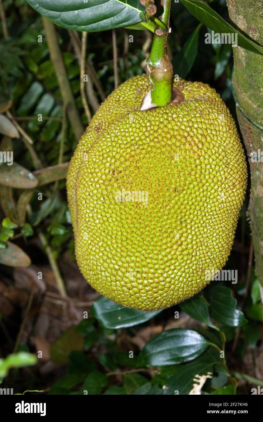 Liana fruit hi-res stock photography and images - Alamy