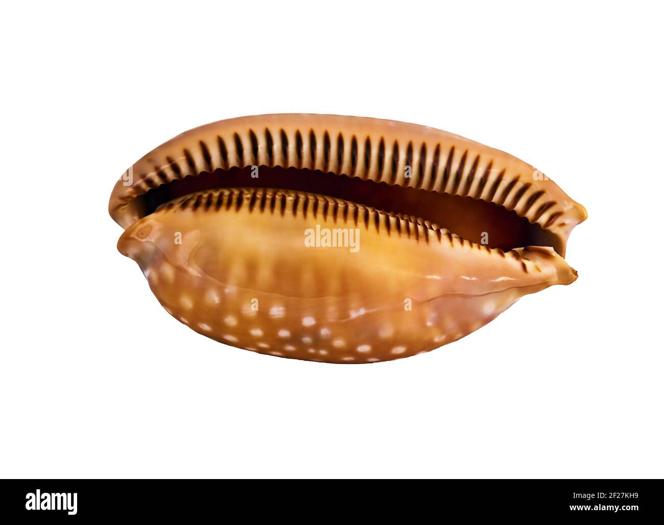 Sea shell isolated on white Stock Photo - Alamy