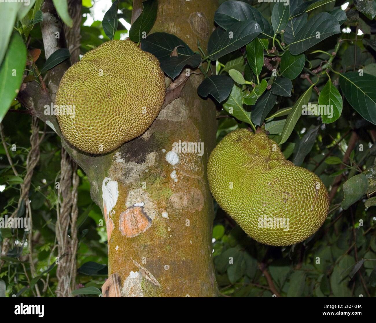 Liana fruit hi-res stock photography and images - Alamy
