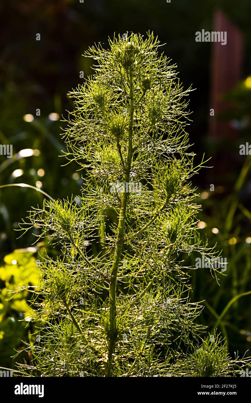 Ecosystem weed weeds hi-res stock photography and images - Alamy