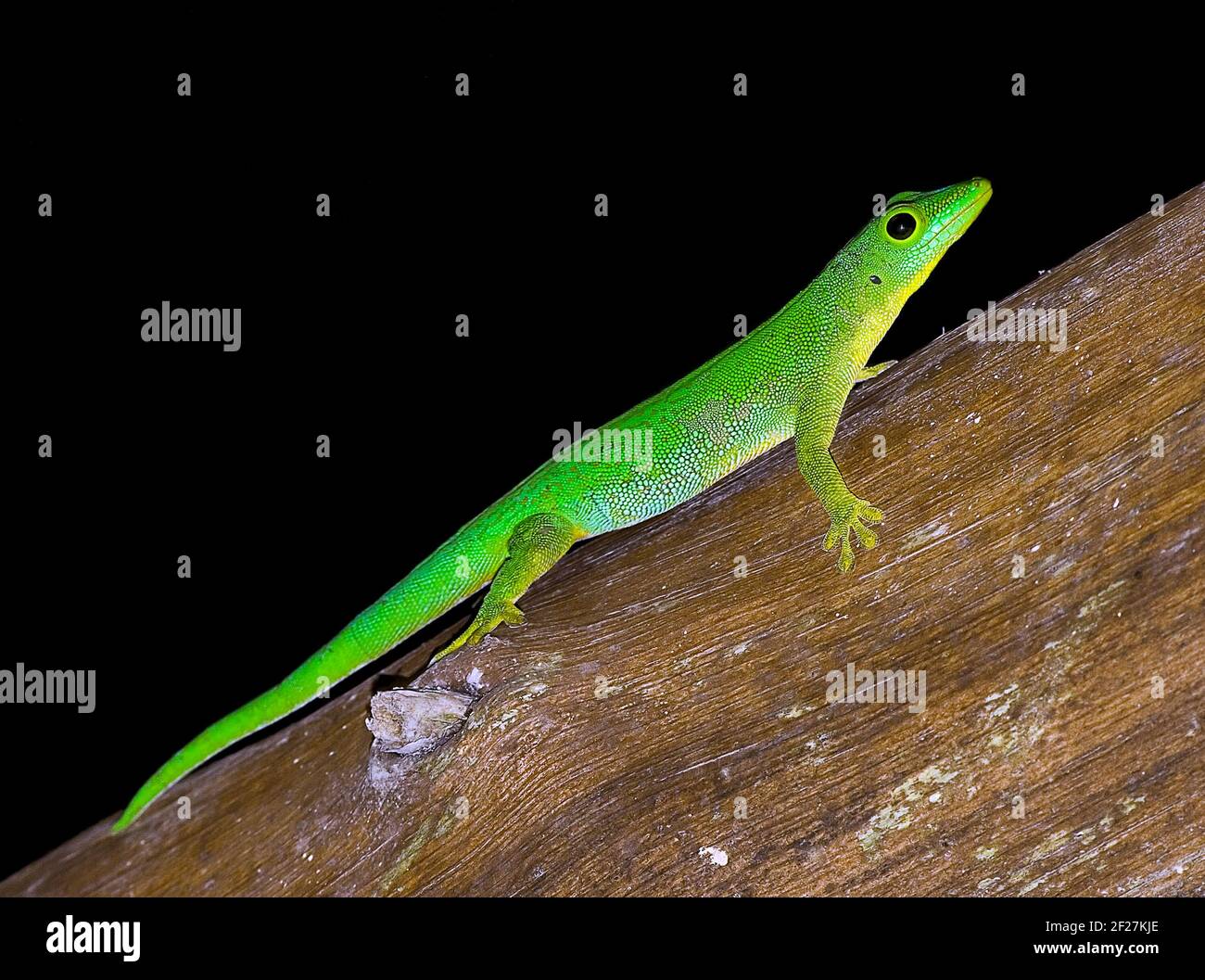 Very green lizard Stock Photo - Alamy