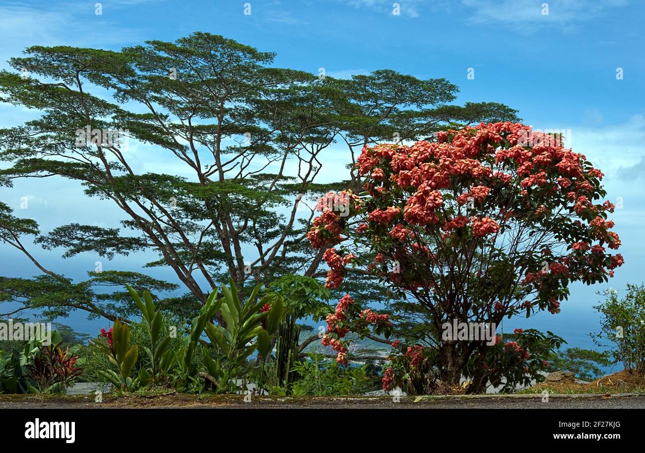 Multi-coloured trees at road Stock Photo - Alamy