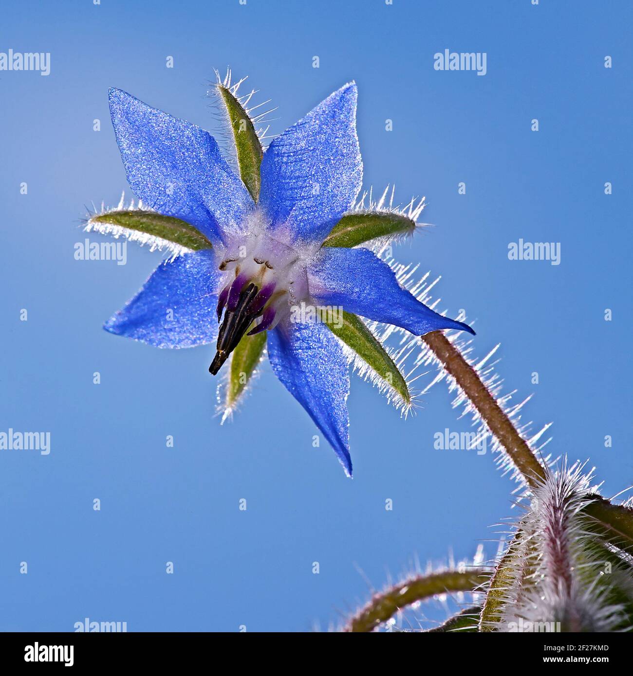 Blue borago hi-res stock photography and images - Alamy