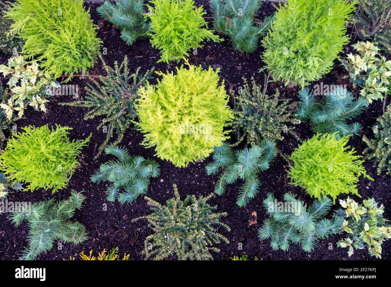 small shrub and bushes garden high angle birds eye view Stock Photo - Alamy