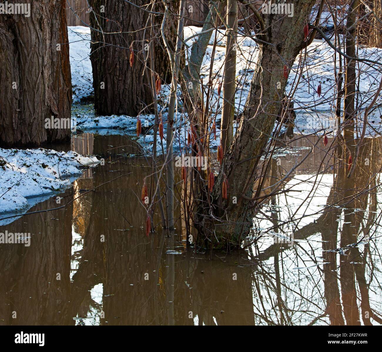 The flooding. Trees in melt water Stock Photo - Alamy