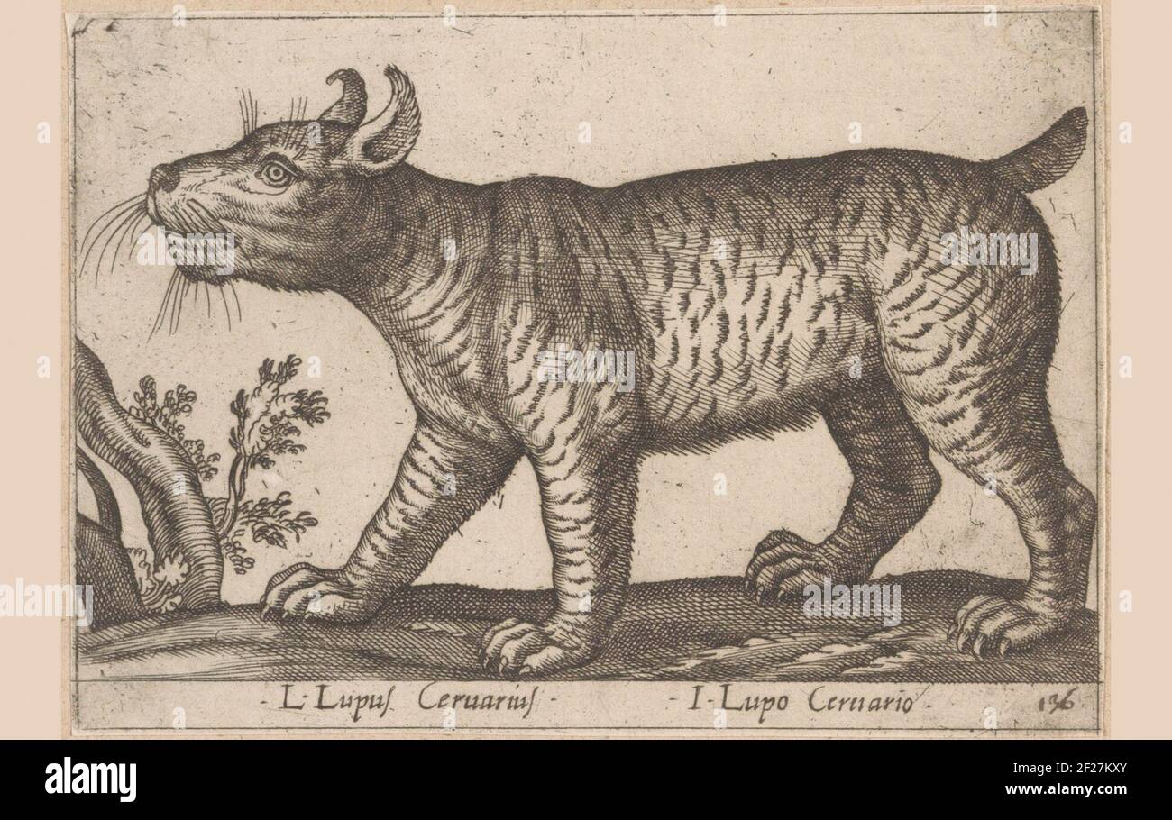 Wolfachtige; L luPus cervarius / brain wolf; Dien en fabelwezens; New ...