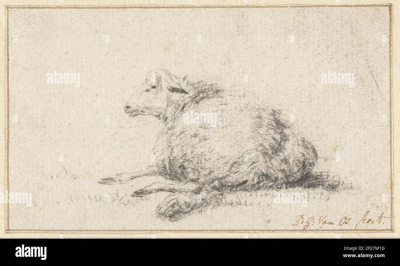 Lying sheep, diagonally from behind Stock Photo - Alamy