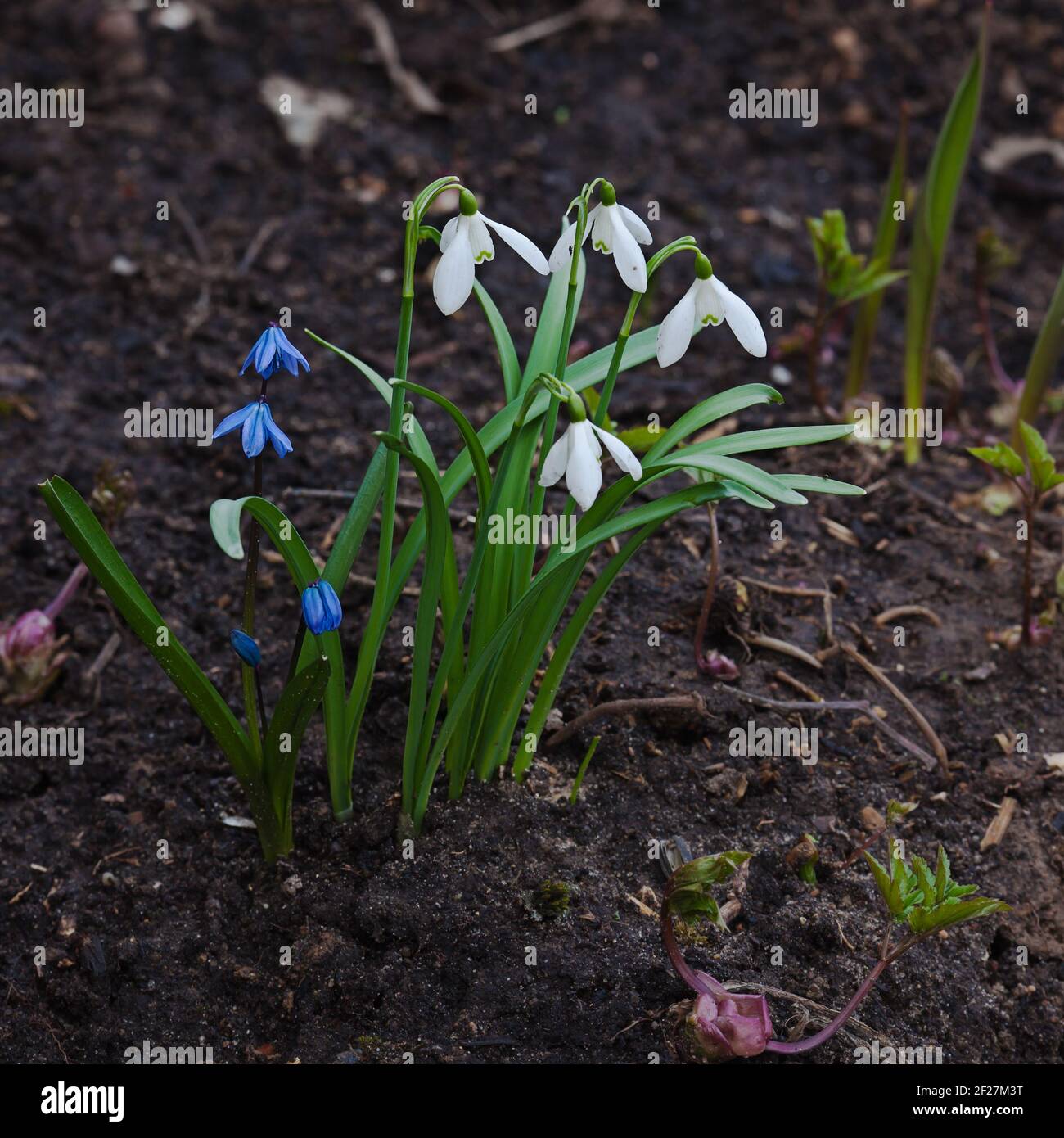 Summer snowdrop hi-res stock photography and images - Alamy