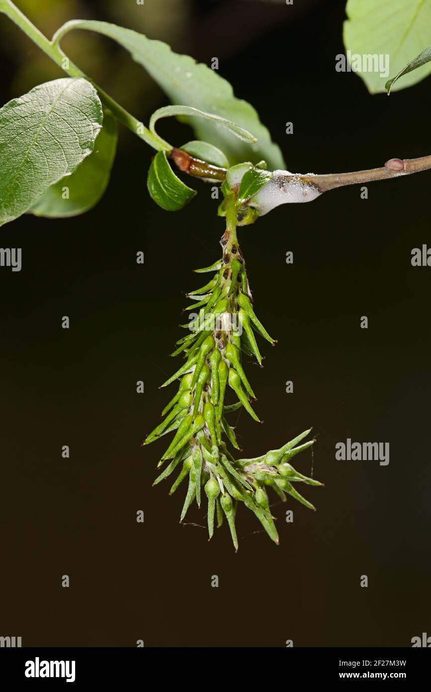 Salix Spring High Resolution Stock Photography and Images - Alamy